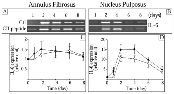 Effect of a Type II Collagen Fragment on the Expression of Genes of the ...